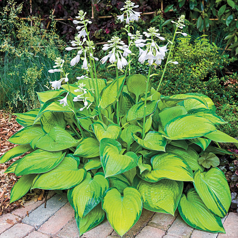 10 best plants for shady areas - Gardens and Gardening