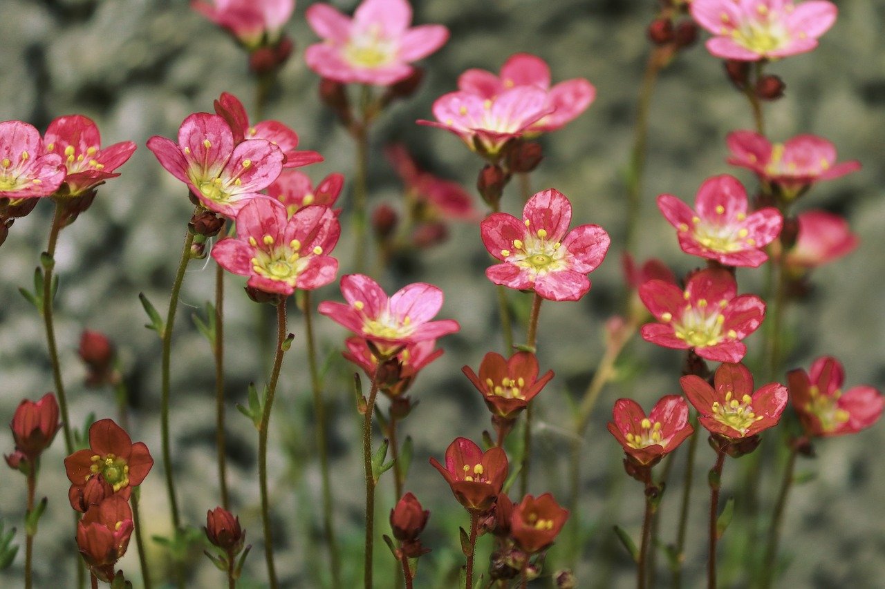 Splitting a saxifrage - Gardens and Gardening