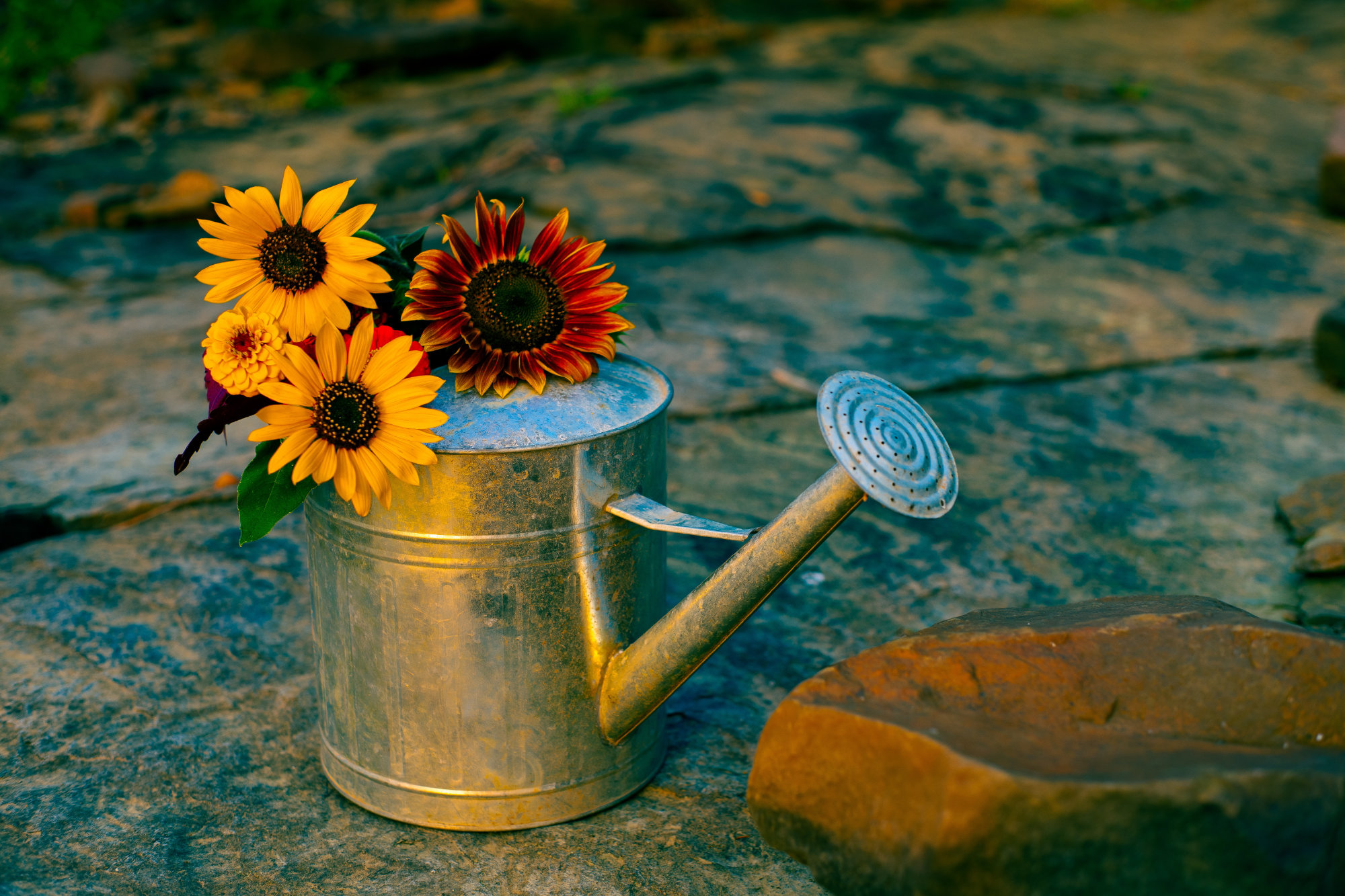 The Importance of Watering and Fertilising: How to Keep Your Plants ...