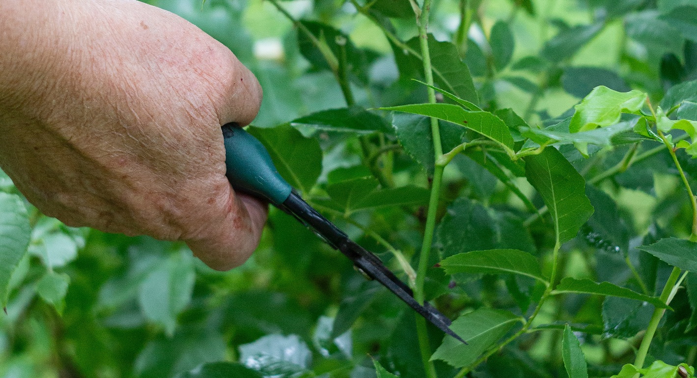 Maximizing Blooms: Summer Deadheading