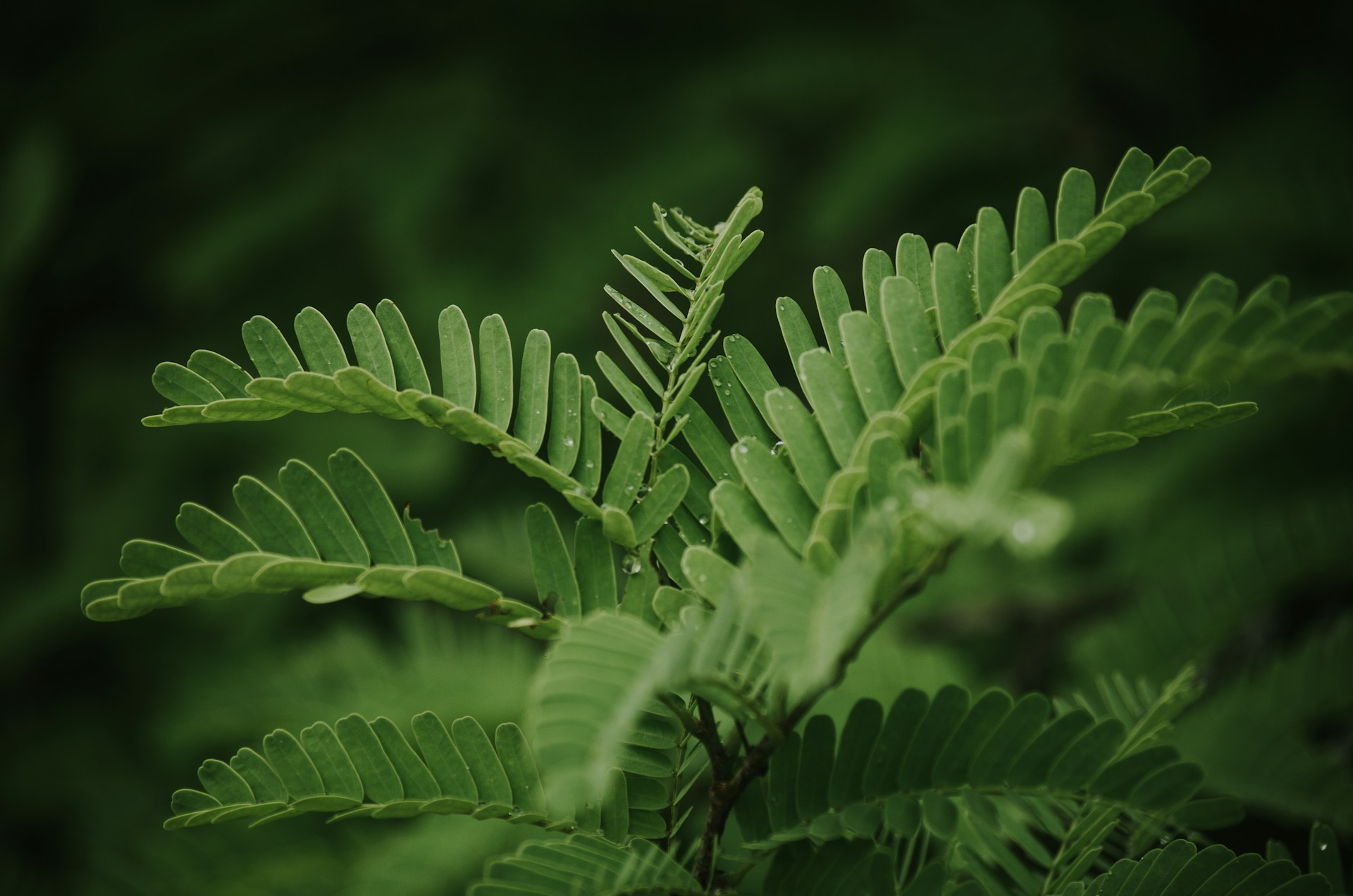Best UK Native Plants for Supporting Local Wildlife - Gardens and Gardening