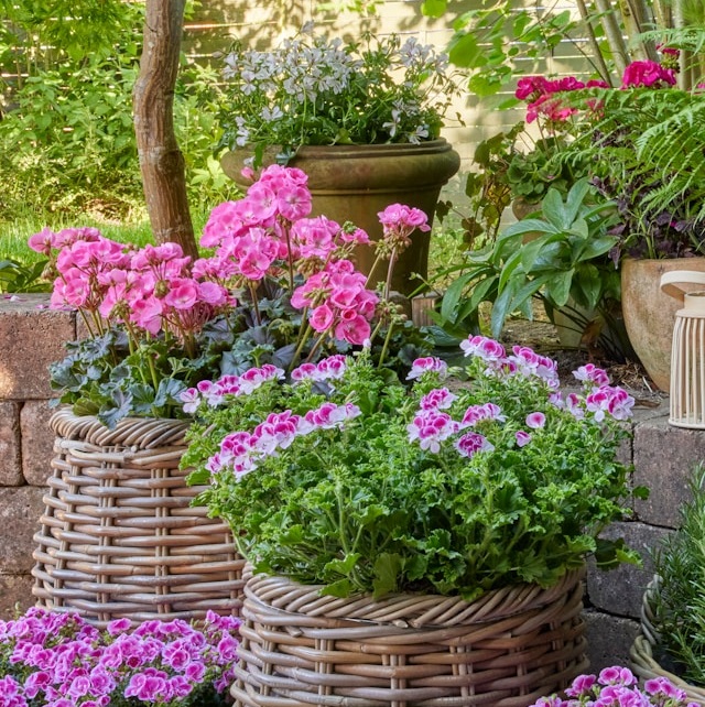The Art of Plant Pairing: Designing Stunning Container Combos - Gardens ...