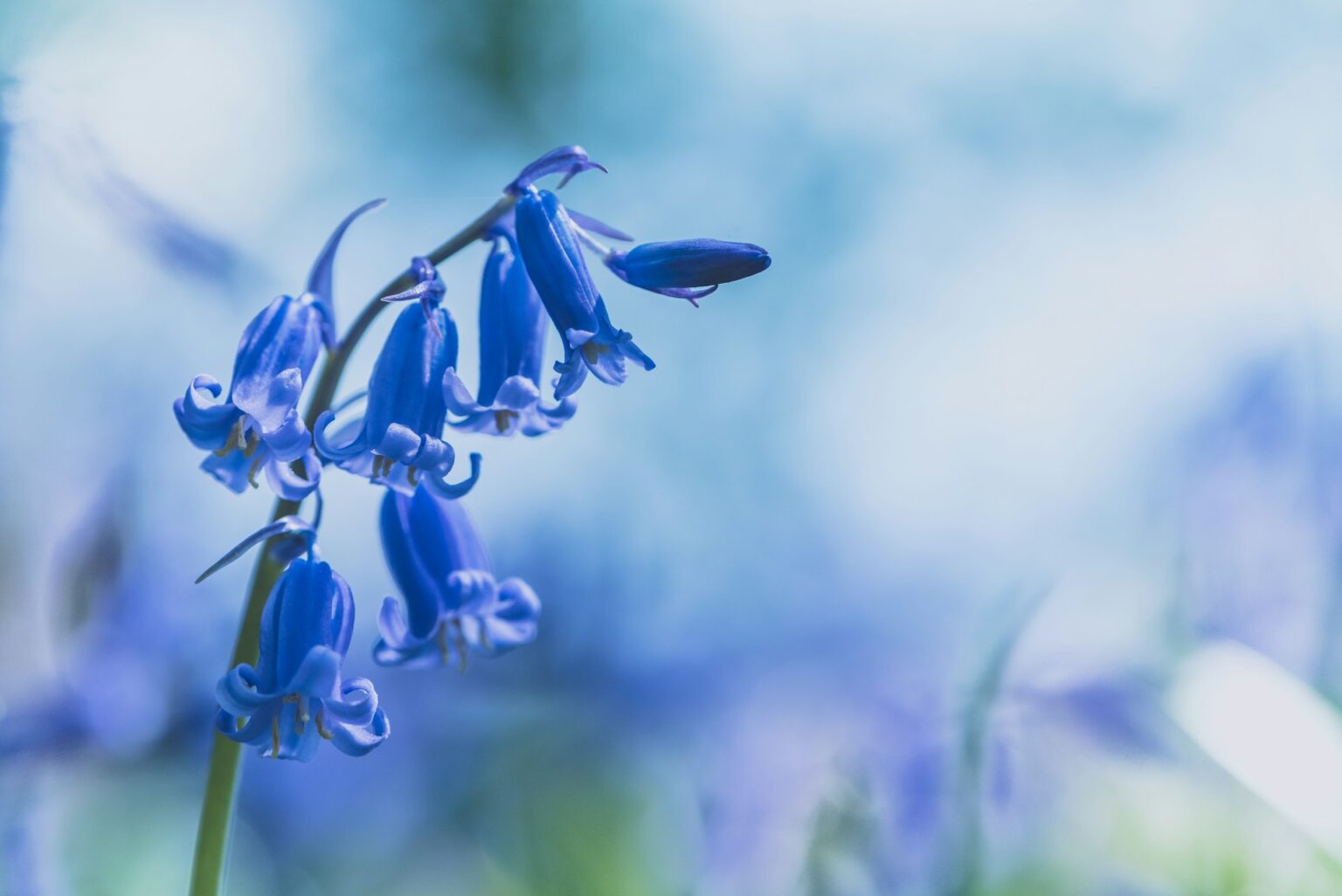 Gardens and Gardening - Gardens and Gardening