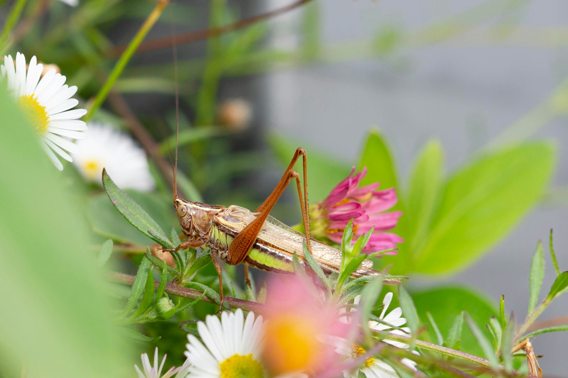 The Role of Biodiversity in a Healthy Garden Ecosystem - Gardens and ...